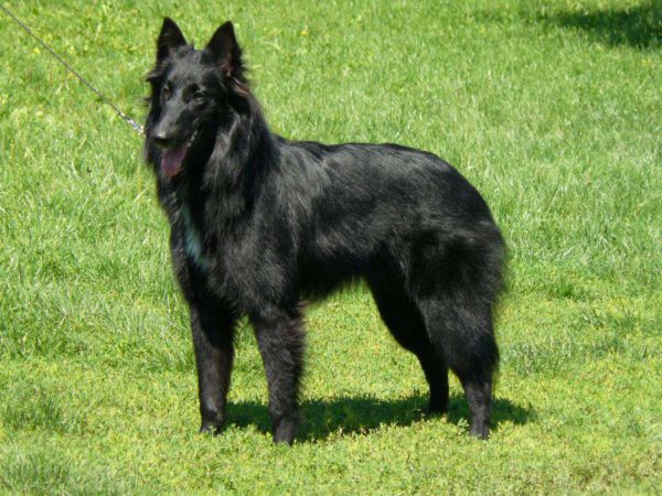 Γκρένενταλ ένας διαφορετικός βελγικός ποιμενικός