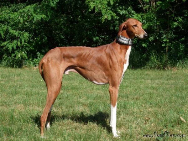 Αζαουάκ | ο κυνηγός με βασιλοπρεπή εμφάνιση