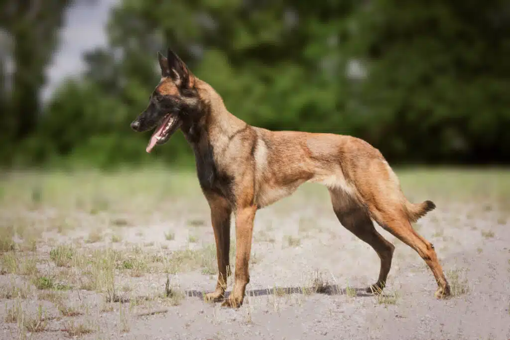 Μαλινουά | Είναι ένας σκύλος υψηλών δυνατοτήτων